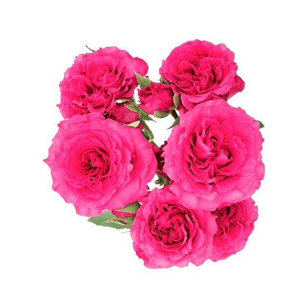 Alina - Alma - Spray Roses