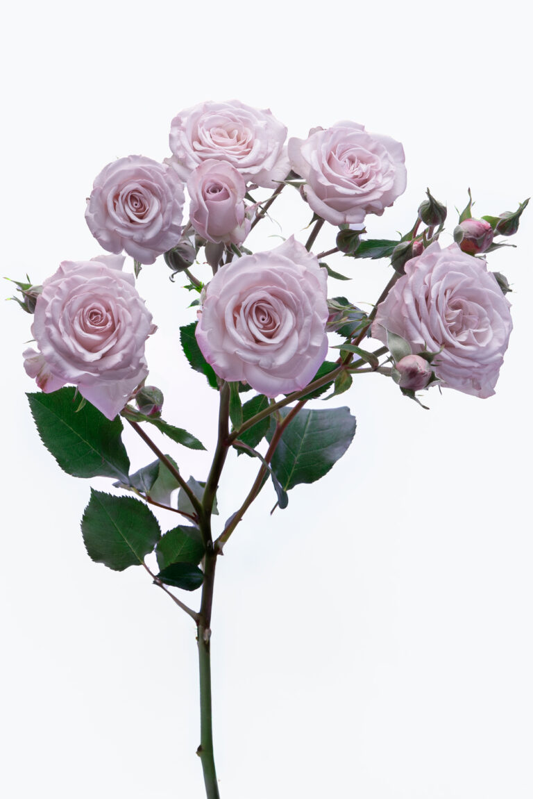 Baby Flow - Alma - Spray Roses