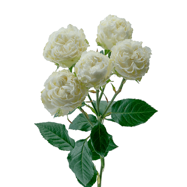 Home | Alma - Spray Roses