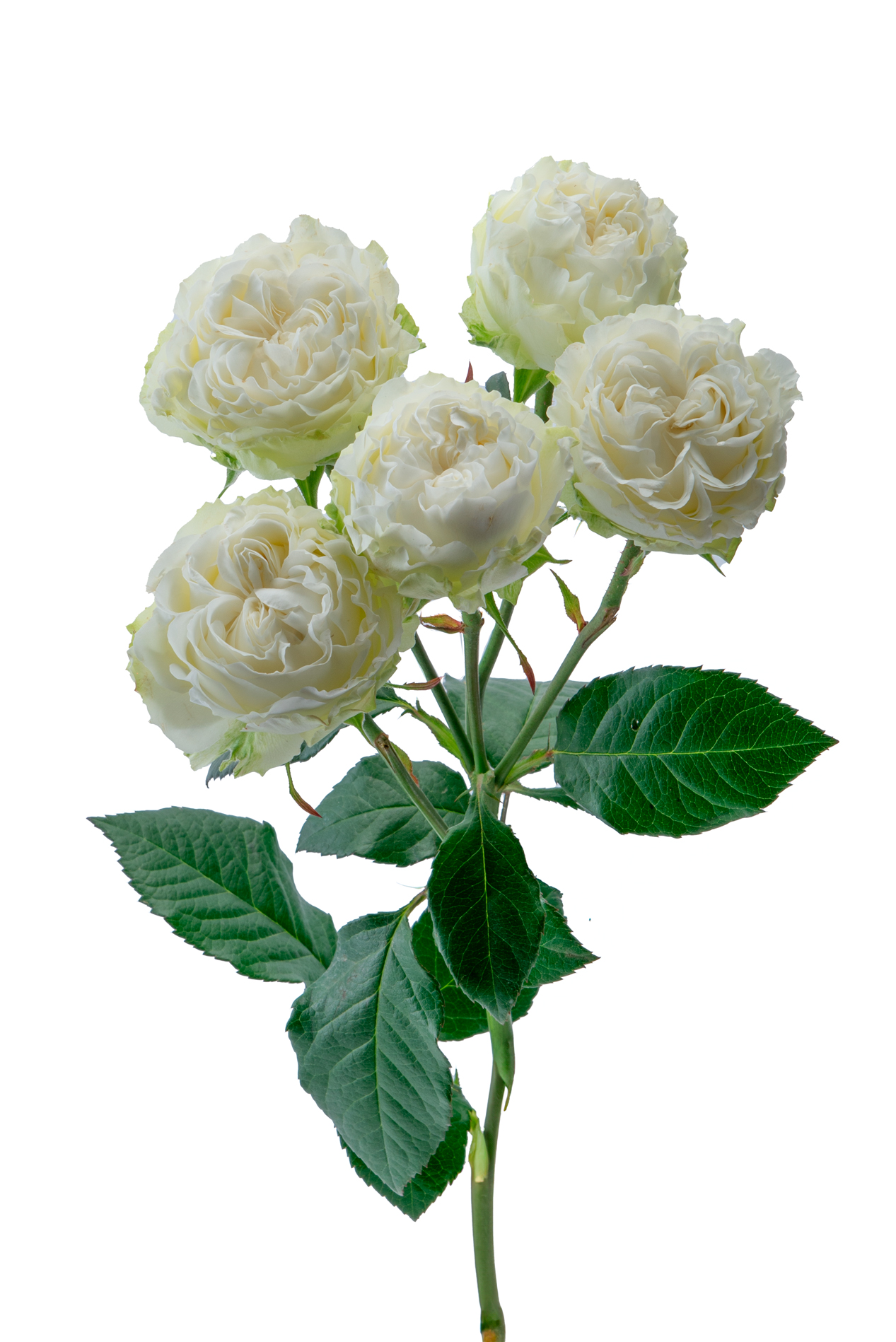 Dreamer - Alma - Spray Roses