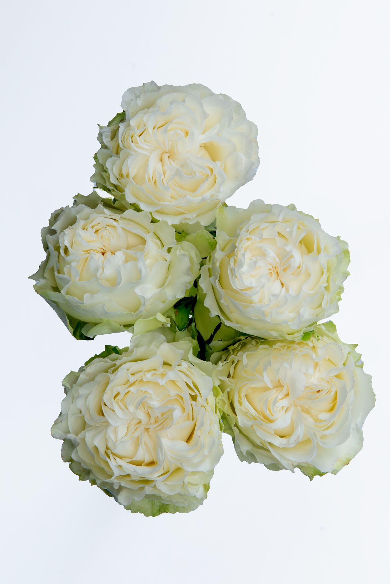 Dreamer - Alma - Spray Roses