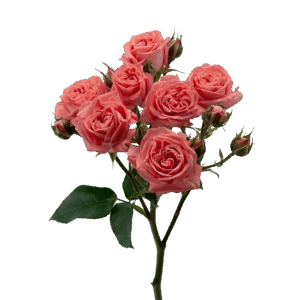 Home | Alma - Spray Roses