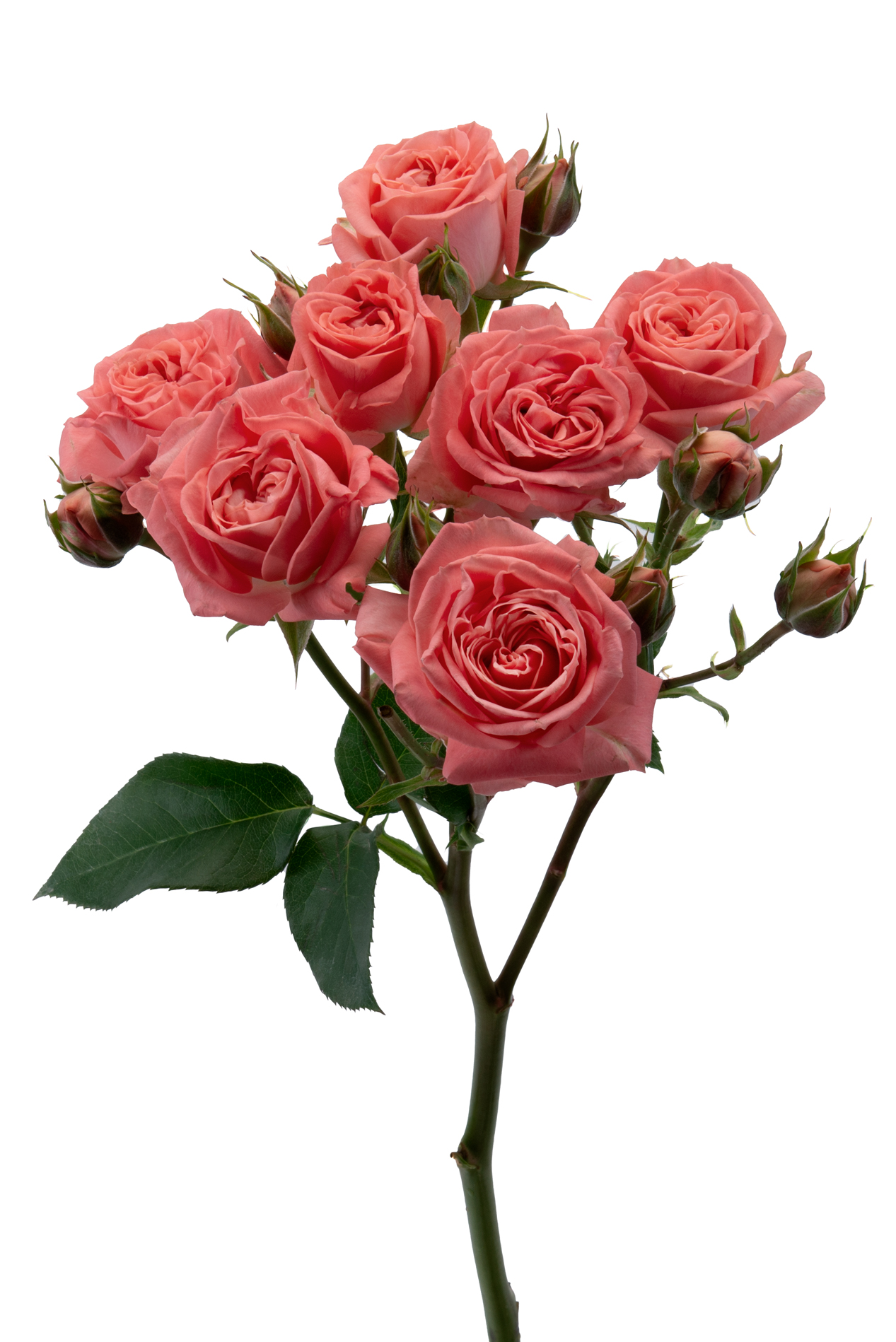 Fibonacci Nautilus - Alma - Spray Roses