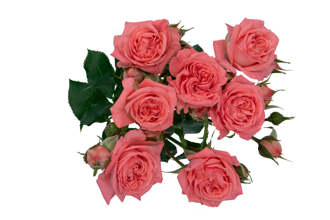 Fibonacci Nautilus - Alma - Spray Roses