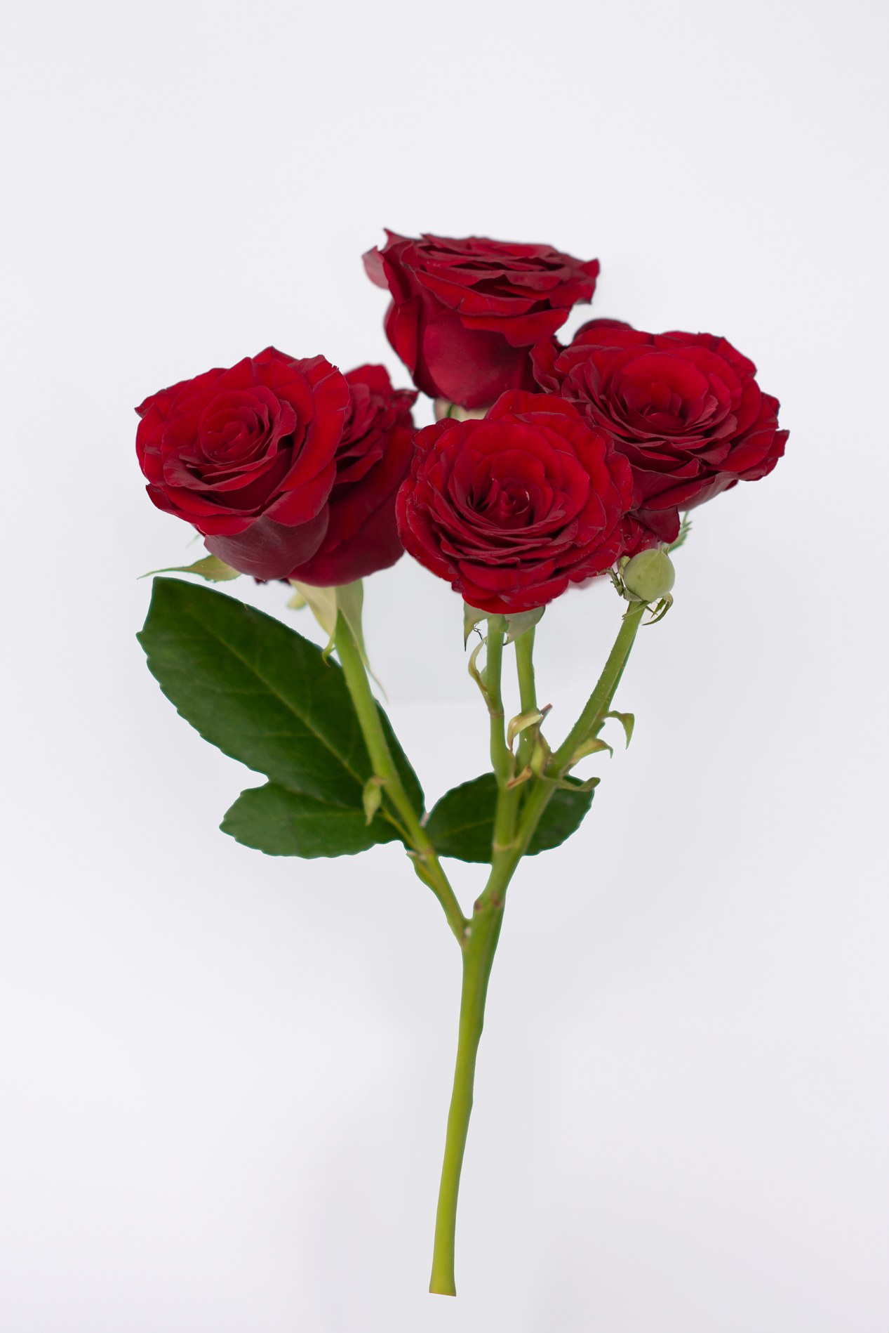 Shooting Star - Alma - Spray Roses