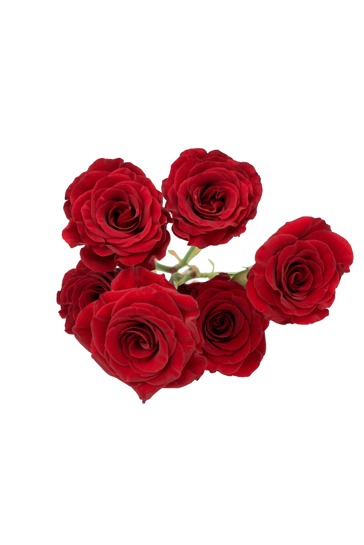 Shooting Star - Alma - Spray Roses